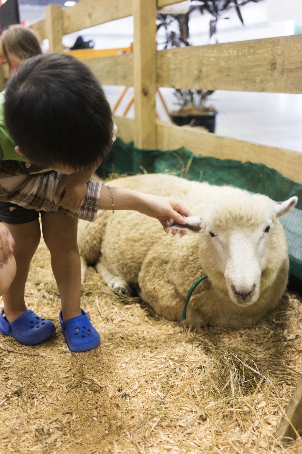 Sheep – 南×游记